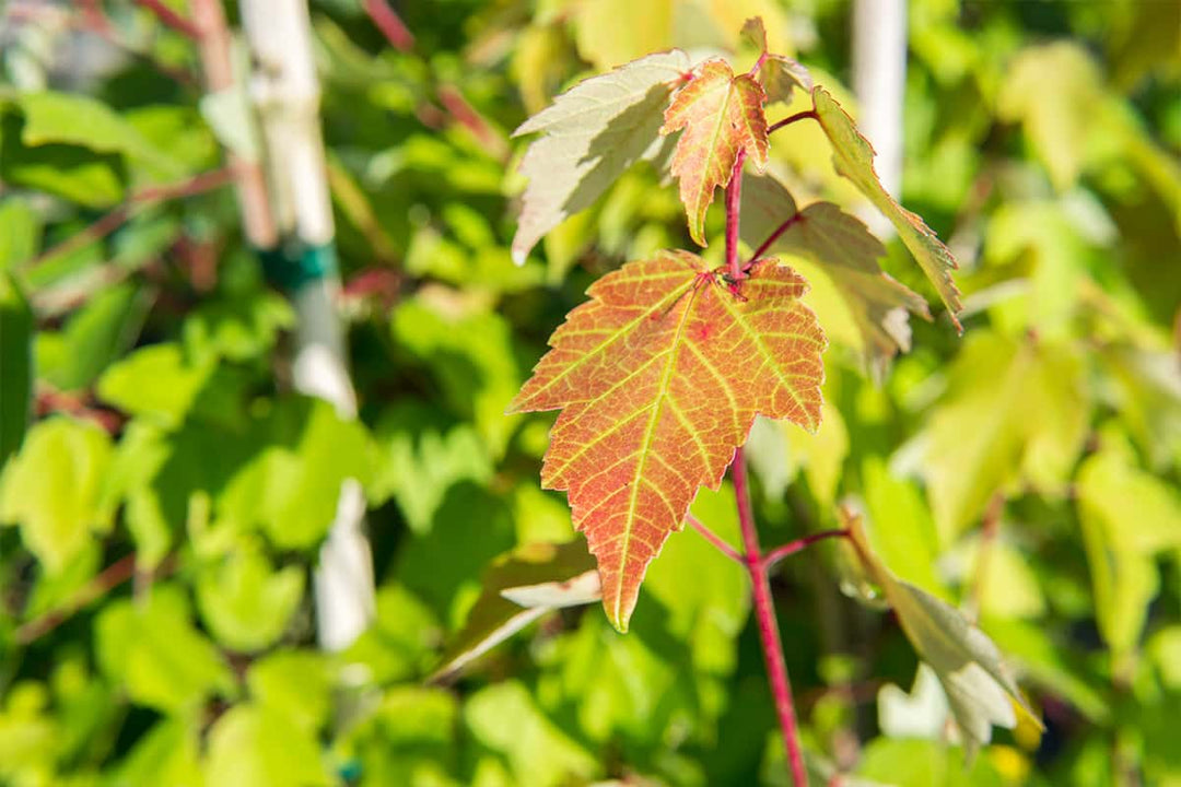 Maple Tree Sapling