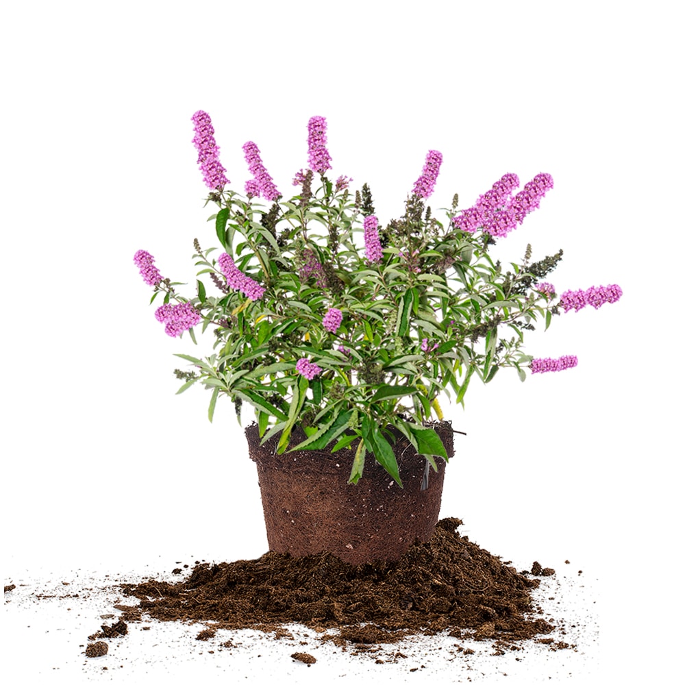 Flutterby Petite® Tutti Fruitti Butterfly Bush for Sale | Perfect Plants