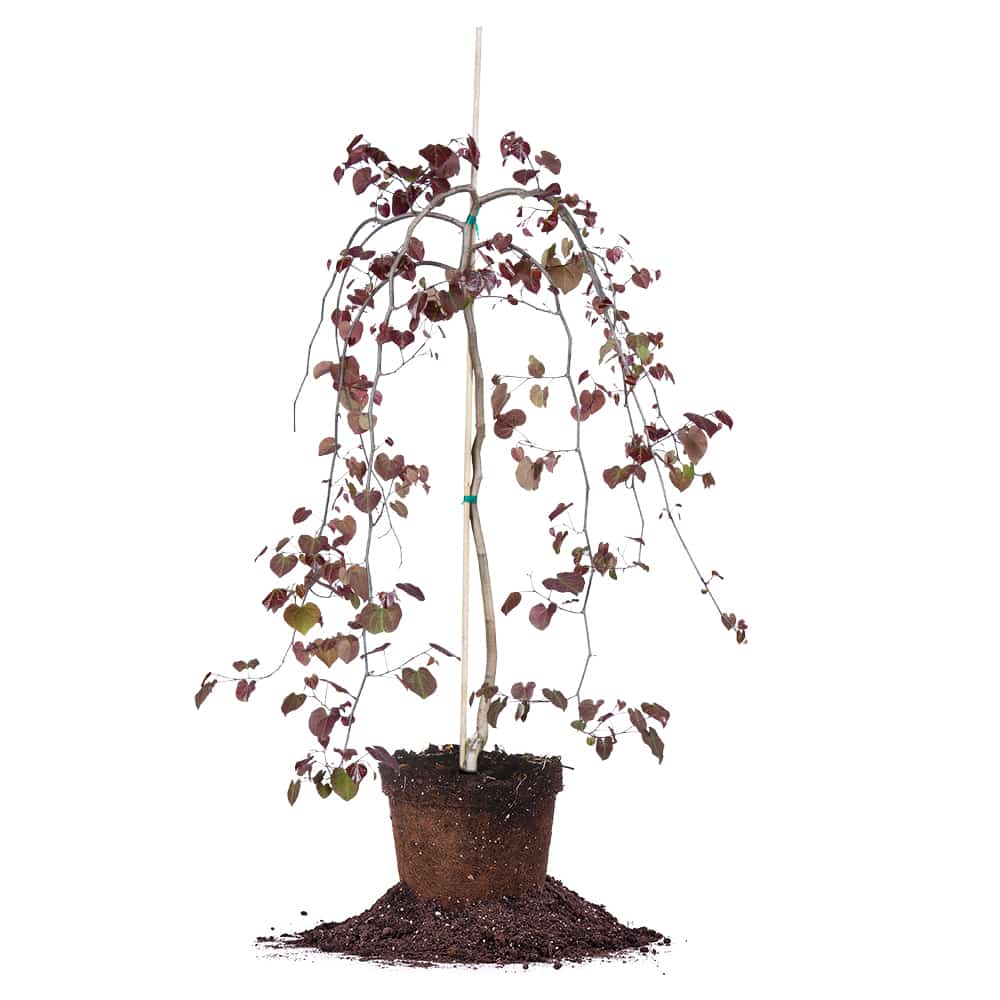 Ruby Falls Weeping Redbud for Sale | Buy Redbud Trees | Perfect Plants
