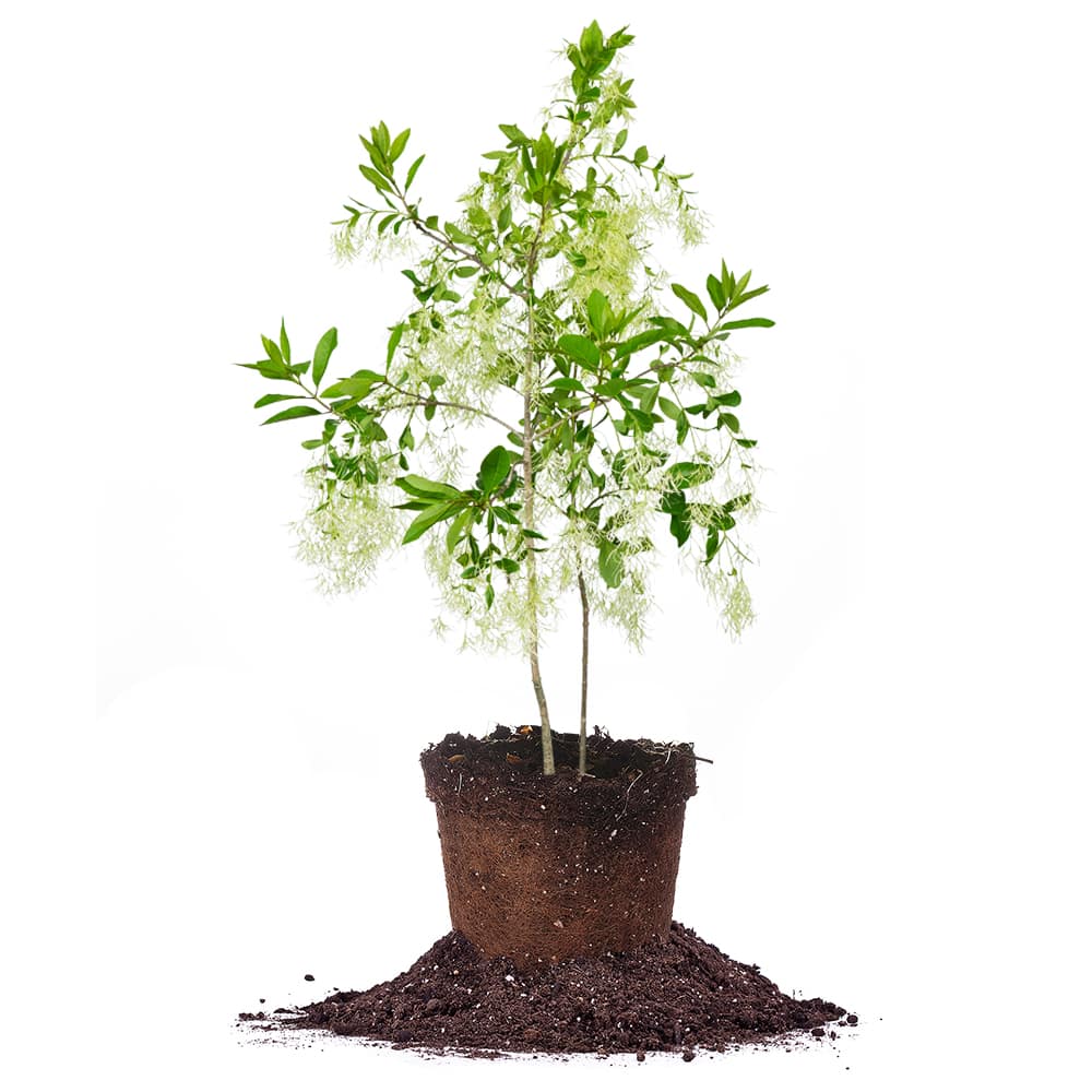Native White Fringe Tree for Sale | Buy Trees Online | Perfect Plants