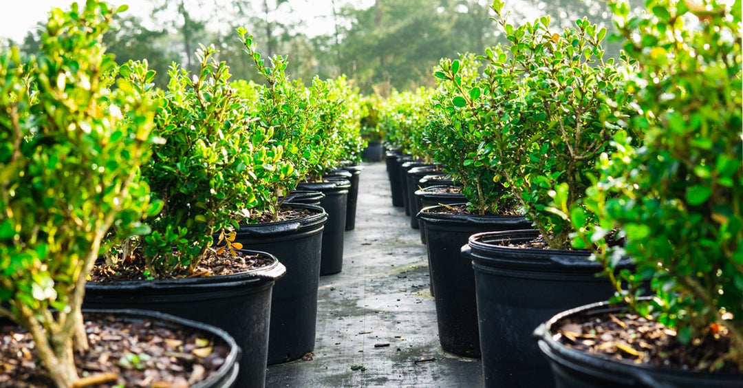 Large Boxwood Varieties Buy Wintergreen Boxwood Shrub | Evergreen
