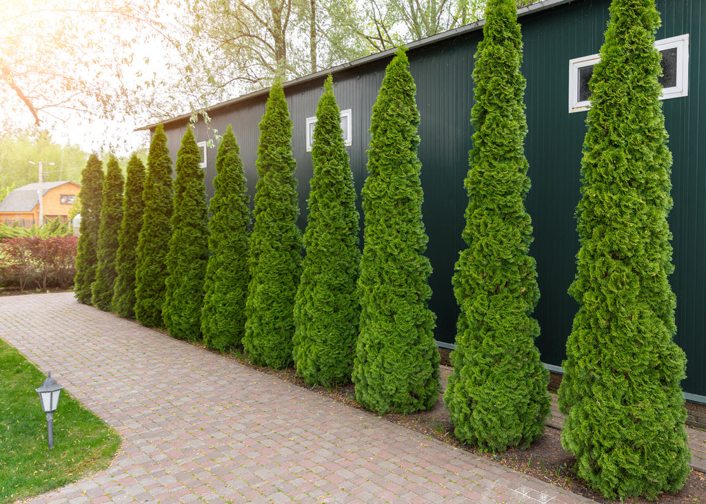 Unveiling the Arborvitaes: Thuja Green Giant vs. Emerald Green ...